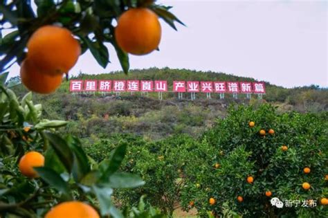中国崀山第九届脐橙文化旅游节11月18日启幕 四大活动橙意新宁待君来 澎湃号政务 澎湃新闻 The Paper