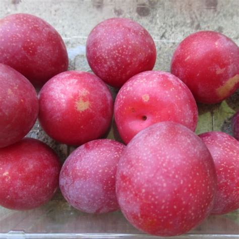 What Are Cherriyums Cherry Plums Eat Like No One Else