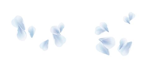화이트 블루 사쿠라 꽃잎 흰색 배경에 고립 된 비행 꽃잎 장미 꽃입니다 벡터 꽃잎에 대한 스톡 벡터 아트 및 기타 이미지