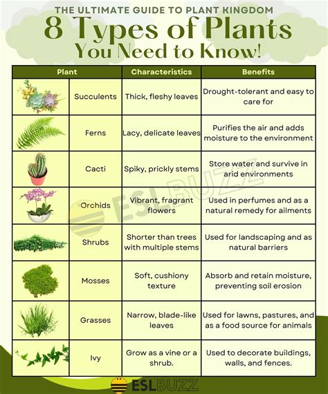 Kinds Of Plants With Names