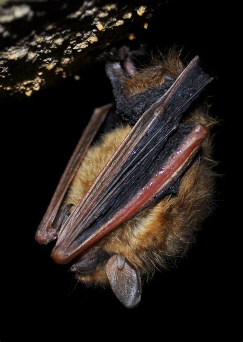 Fauna Perimyotis Subflavus Ogeechee Riverkeeper