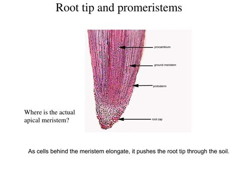 Ppt Root And Stem Apical Meristems Powerpoint Presentation Free