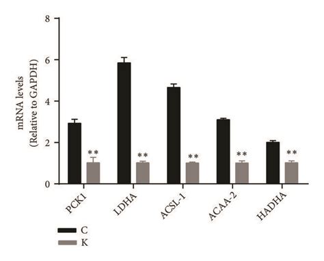 Mrna Levels Of Pck1 Ldha Acsl1 Acaa2 And Hadha In Kyds K Group