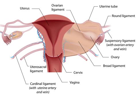 Pelvic Venous Congestion Syndrome Pvcs In Classical Medicine And Ost