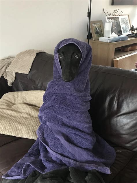 Betsy Didnt Like The Rain Scrolller