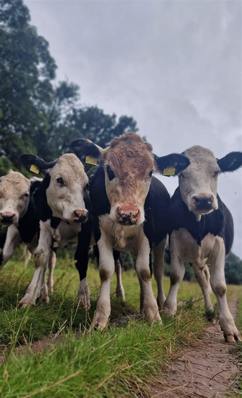 They Wanted My Lunch Money Rcows