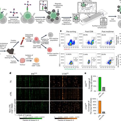 Non Invasive Collection Of Tumour Reactive Cells In Blood Circulation