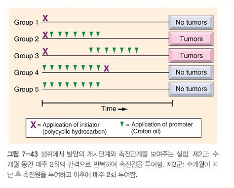 Cancer Development Initiation And Promotion Medical Knowledge Vault