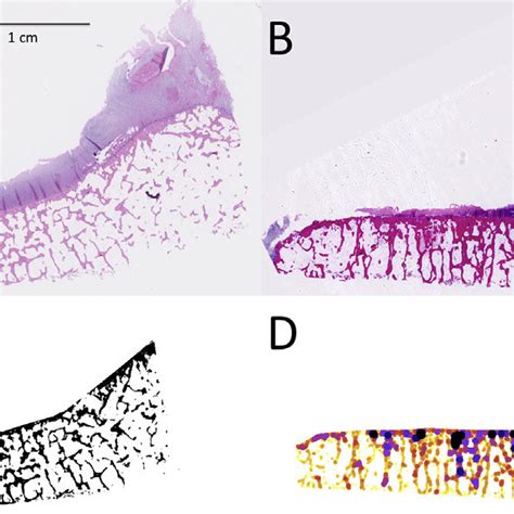Histological Analysis Digitized Histology Blocks A Were Enhanced Download Scientific Diagram