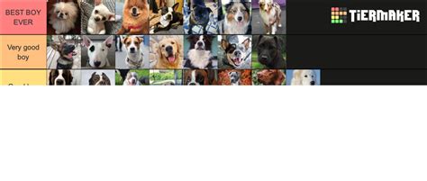Dog Breeds Ranked Tier List Community Rankings Tiermaker