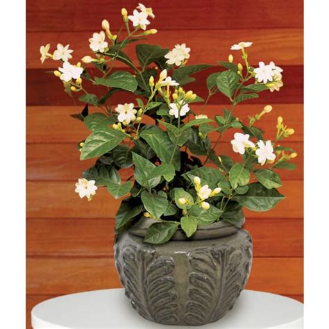 Philippine Jasmine Fragrant Jasmine Sambac Easy To