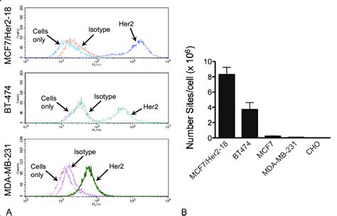 Characterization Of Her2 Expression On Breast Cancer Cell Lines We