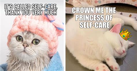 Treat Yo Self 30 Wholesome Cat Memes Reminding You To Prioritize Self