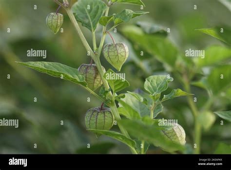 Closeup Branch Of Physalis Minima With Green Fruit In The Garden In