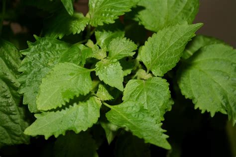 Recipe Developer Shiso Leaf
