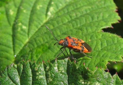 Rhopalid Bug Gedling Conservation Trust Nottingham