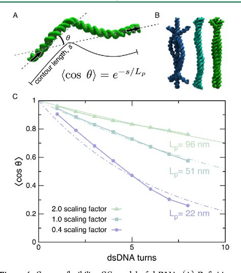 Figure 1 From A Coarse Grained Model Of Unstructured Single Stranded