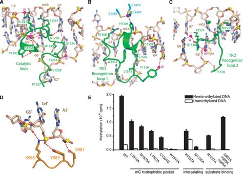 Insertion Of The Catalytic Loop And A Pair Of Trd Loops Into The