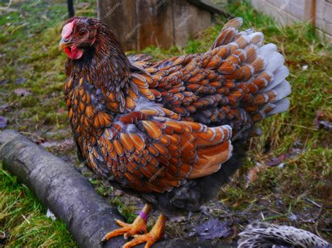 Premium Photo Close Up Of Rooster On Grass