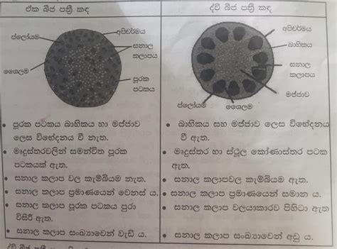 Sft Easy ඒක බීජ Monocot හා ද්විබීජ Dicot ශාක කදෙහි