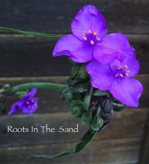 Zwanenburg Blue Spiderwort Or Widows Tears Tradescantia X