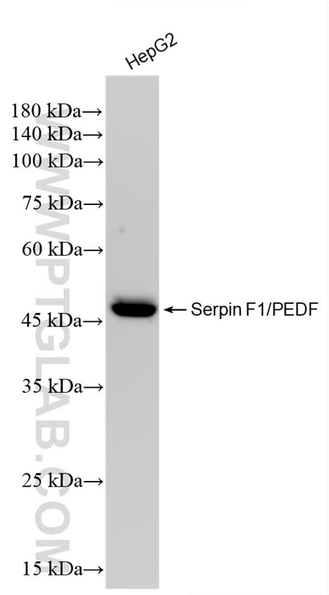 Serpin F1pedf Antibody 84685 3 Pbs Proteintech