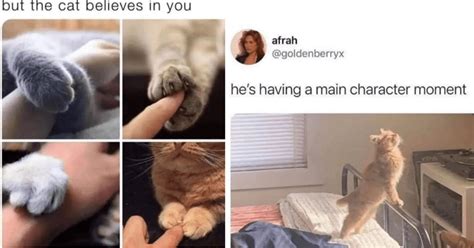 22 Pawdorable Cat Memes For People Who Spoil Their Cats Like Theres No