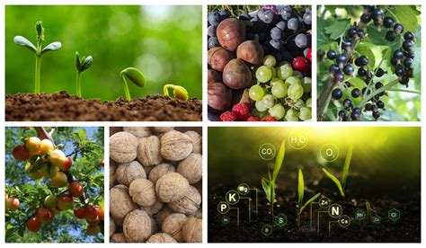 Balkan Ecology Project The Nutrients Plants Need To Thrive