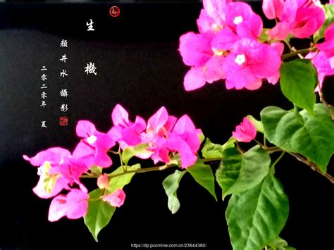 三角梅摄影图片生态摄影 笑逐颜开123 太平洋电脑网摄影部落