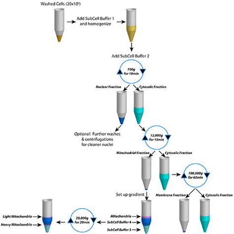 Cell Fractionation