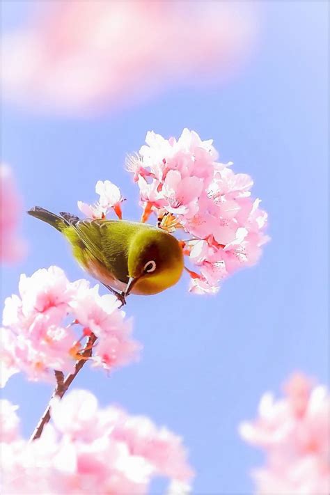 はじめて撮ったメジロくん7 GANREF