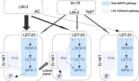 Interaction Between The Signaling Pathways Involved In C Elegans