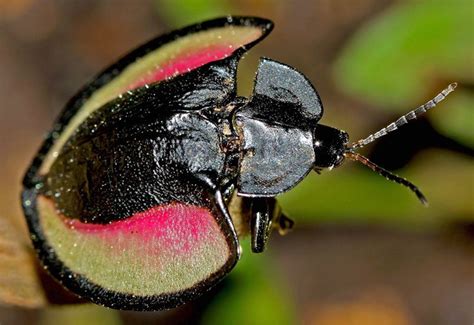 “complimentary” Tortoise Beetle From Peru Tortoise Beetle Beetle