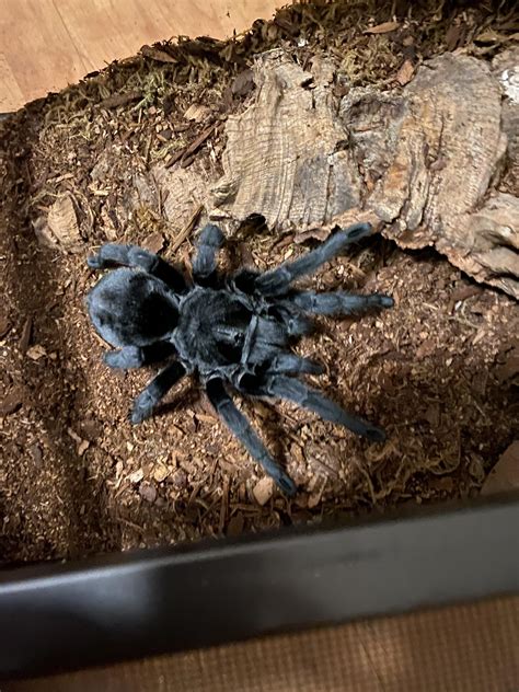 Do All Spiders Curl Up In A Death Curl When Dead Or Do They Sometimes Just Go Floppy R Tarantulas