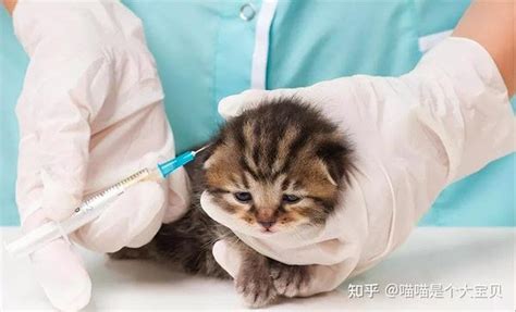 猫咪这些行为，是它正在“忍痛”的信号，主人别忽视 知乎
