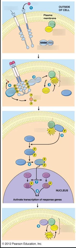 Signal Transduction Through Receptor Tyrosine Kinases Diagram Quizlet