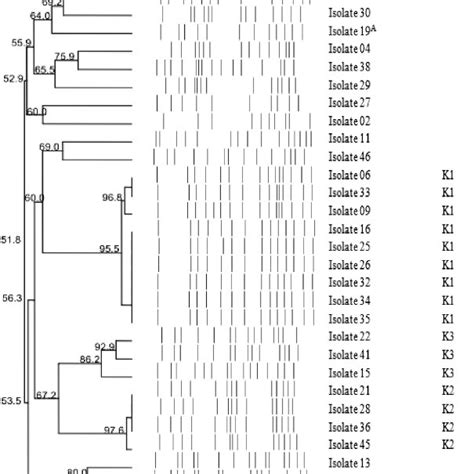 Dendrogram With The Restriction Patterns Of Genomic Dna From