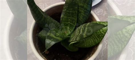 Сансевиерия купить в Москве Товары для дома и дачи Авито