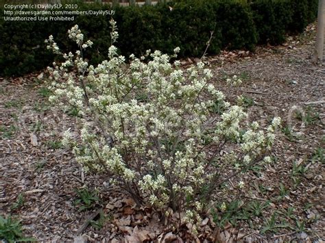 Plantfiles Pictures Amelanchier Species Common Serviceberry Downy