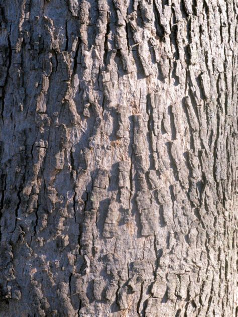 Identify Hickory Tree Hickories Of The Midwest — Indigenous