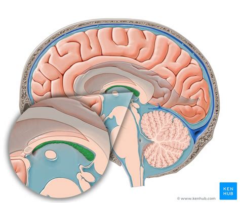 Choroid Plexus Anatomy Histology And Clinical Aspects Kenhub