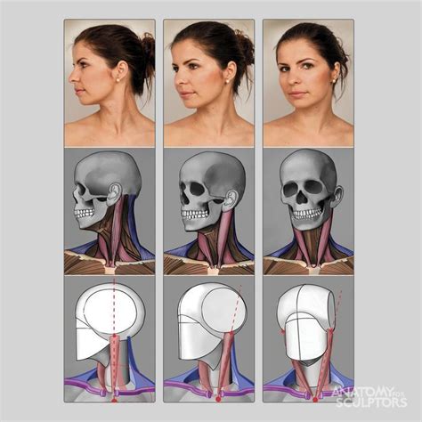 Female Neck Anatomy Drawing At Lawrence Gooden Blog