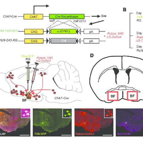 monosynaptic inputs to the bfcs using rabies based transsynaptic