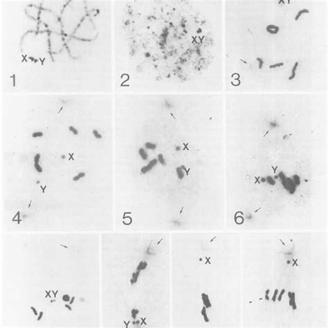 Pdf The Nonsignificance Of Distance Pairing For The Regular Segregation Of The Sex Chromosomes