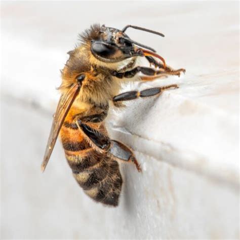 How Much Honey Per Hive What To Expect Carolina Honeybees