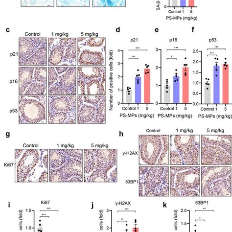 Ps Mps Exposure Triggers Premature Testicular Aging A Sa β Gal