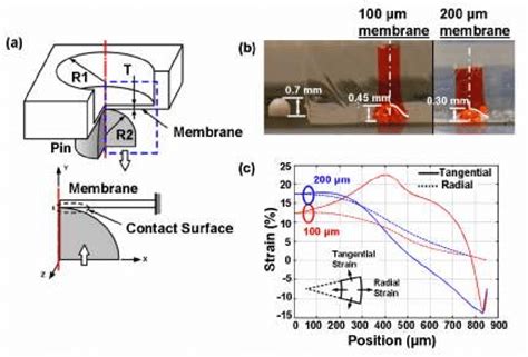 3 Ansys Finite Element Analysis Simulation Of Membrane Stretching A