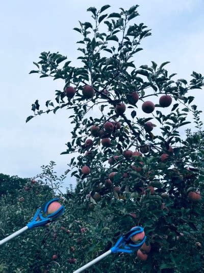 [충주 여행] 사과따기체험 새봄농원 충주 가볼만한 곳 10월여행지 네이버 블로그