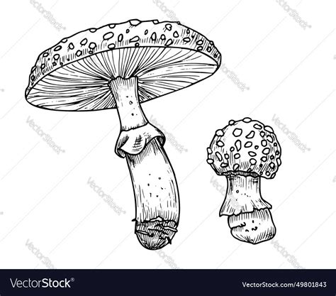 Drawing Of Fly Agaric Hand Drawn Royalty Free Vector Image