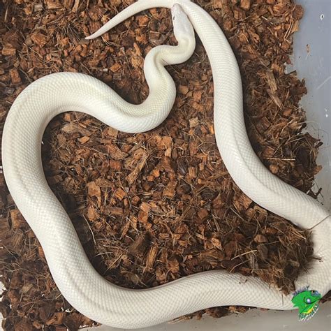 Leucistic Blue Eye Colombian Rainbow Boa Adult Captive Born 1 2 Trio